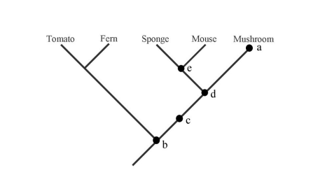 Cladogram Tests & Worksheets - All Grades