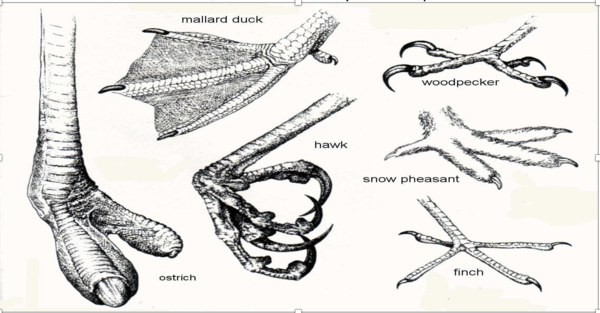 Which of these feet type are best suitable to survive in ext